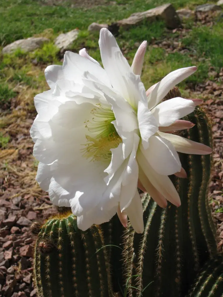 white cactus | BLUE HARE MAGAZINE
